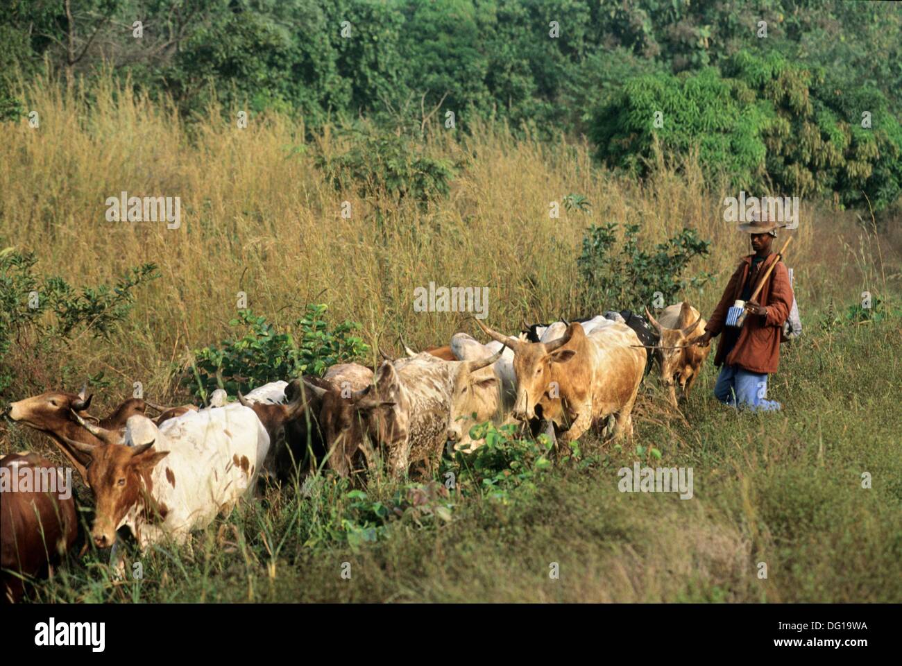Dahomey cattle hi-res stock photography and images - Alamy