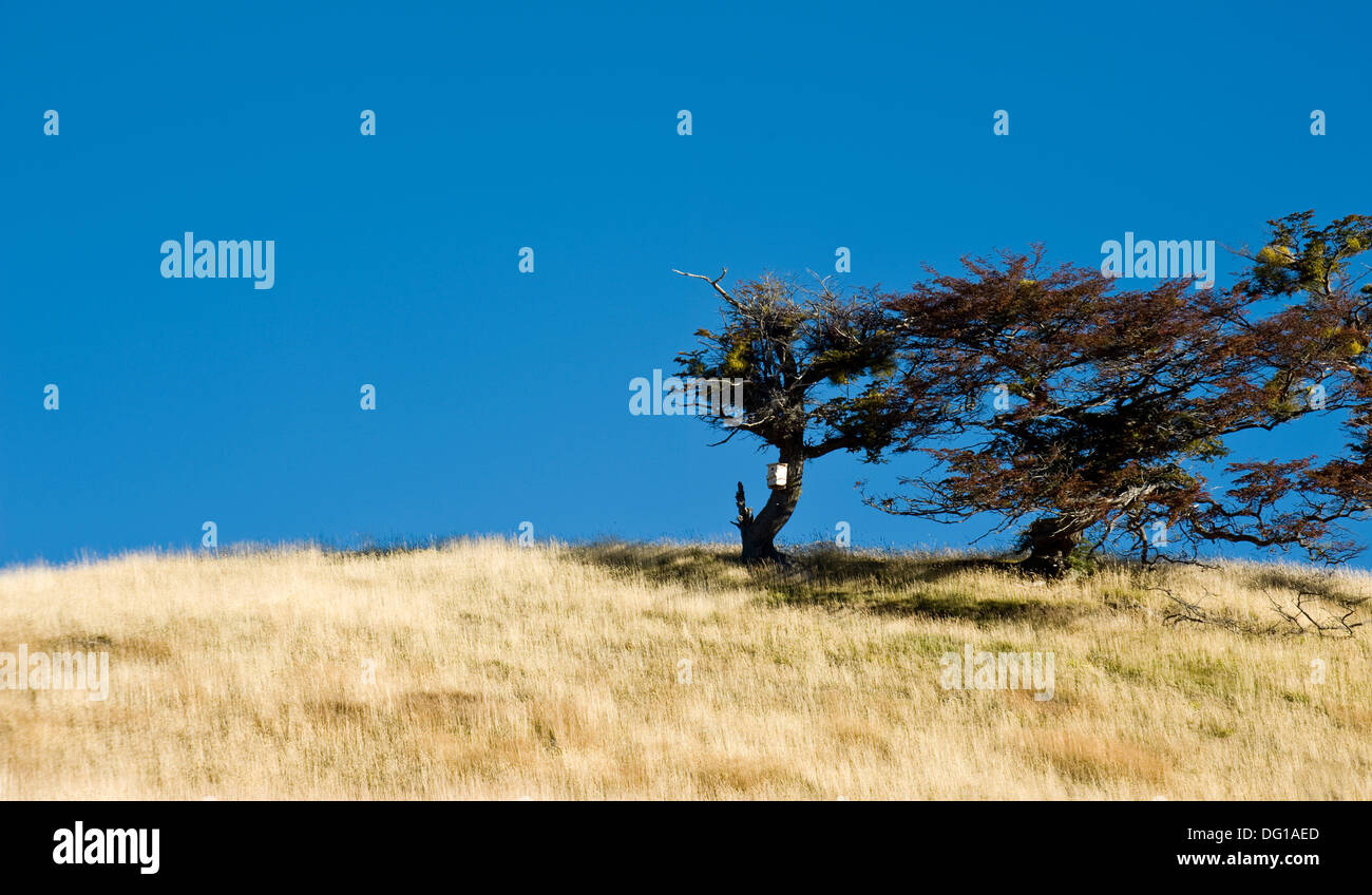 Autumn in Patagonia. Tierra del Fuego. Tree Growing in the wind Stock ...