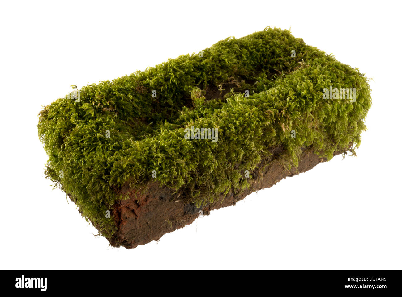 brick covered in moss Stock Photo - Alamy