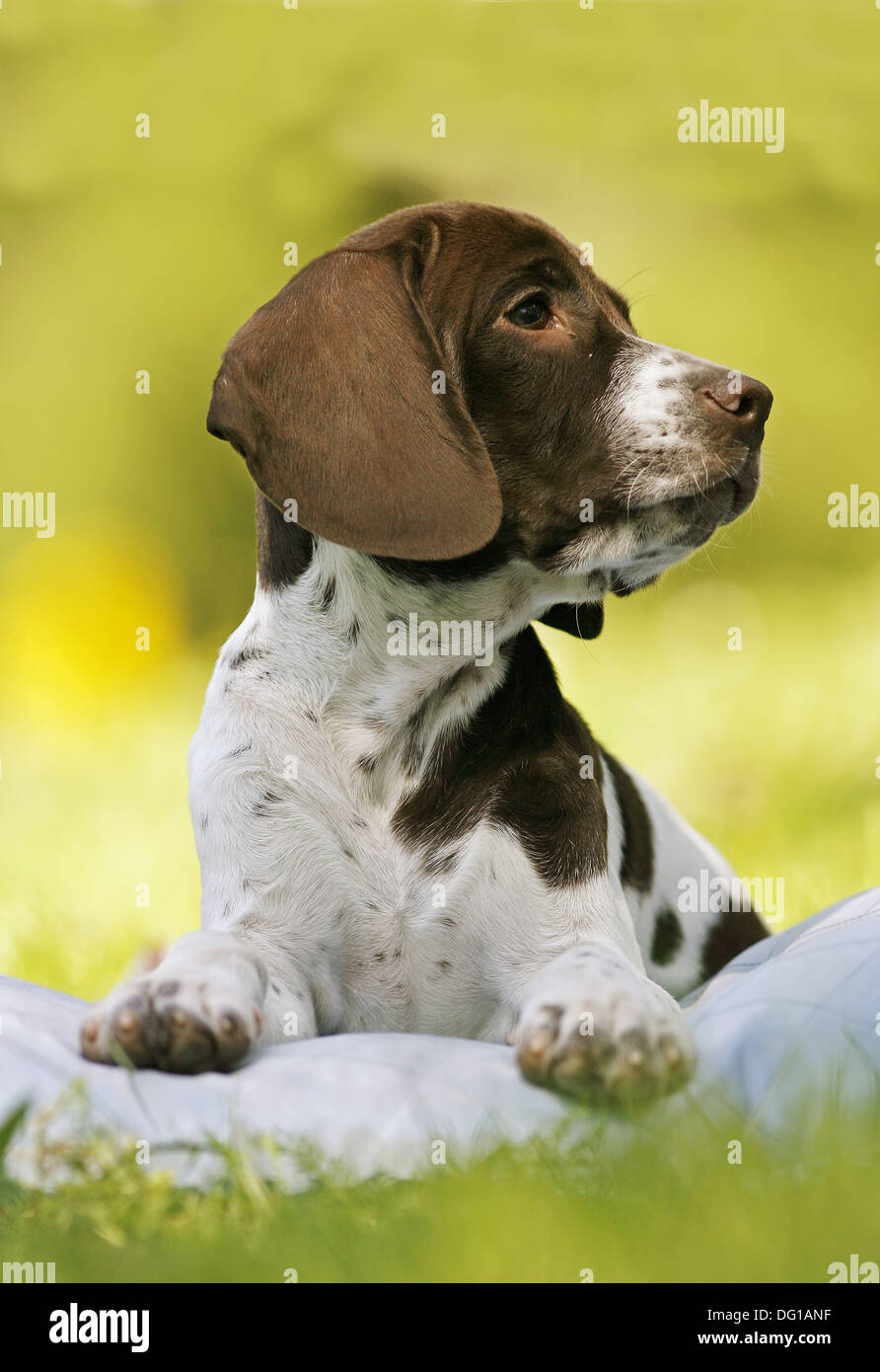 Old danish pointer hi-res stock photography and images - Alamy