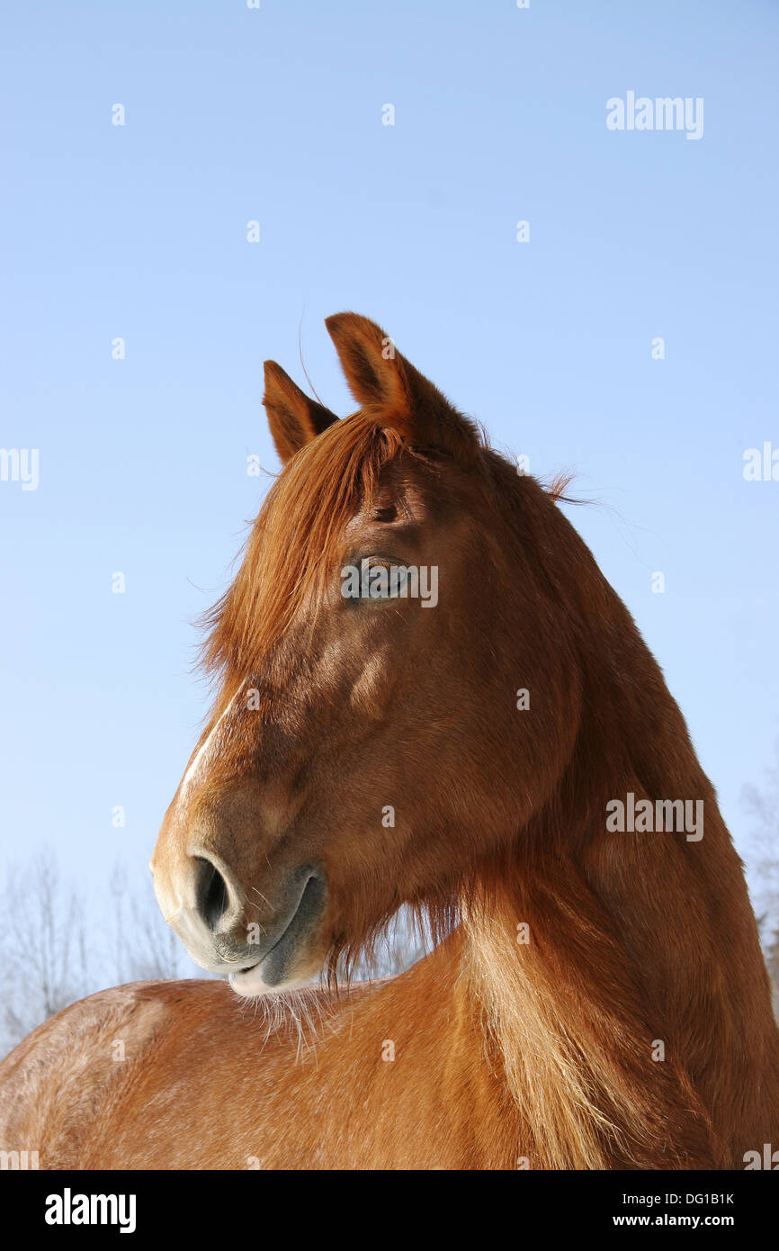 Trotter horse hi-res stock photography and images - Alamy