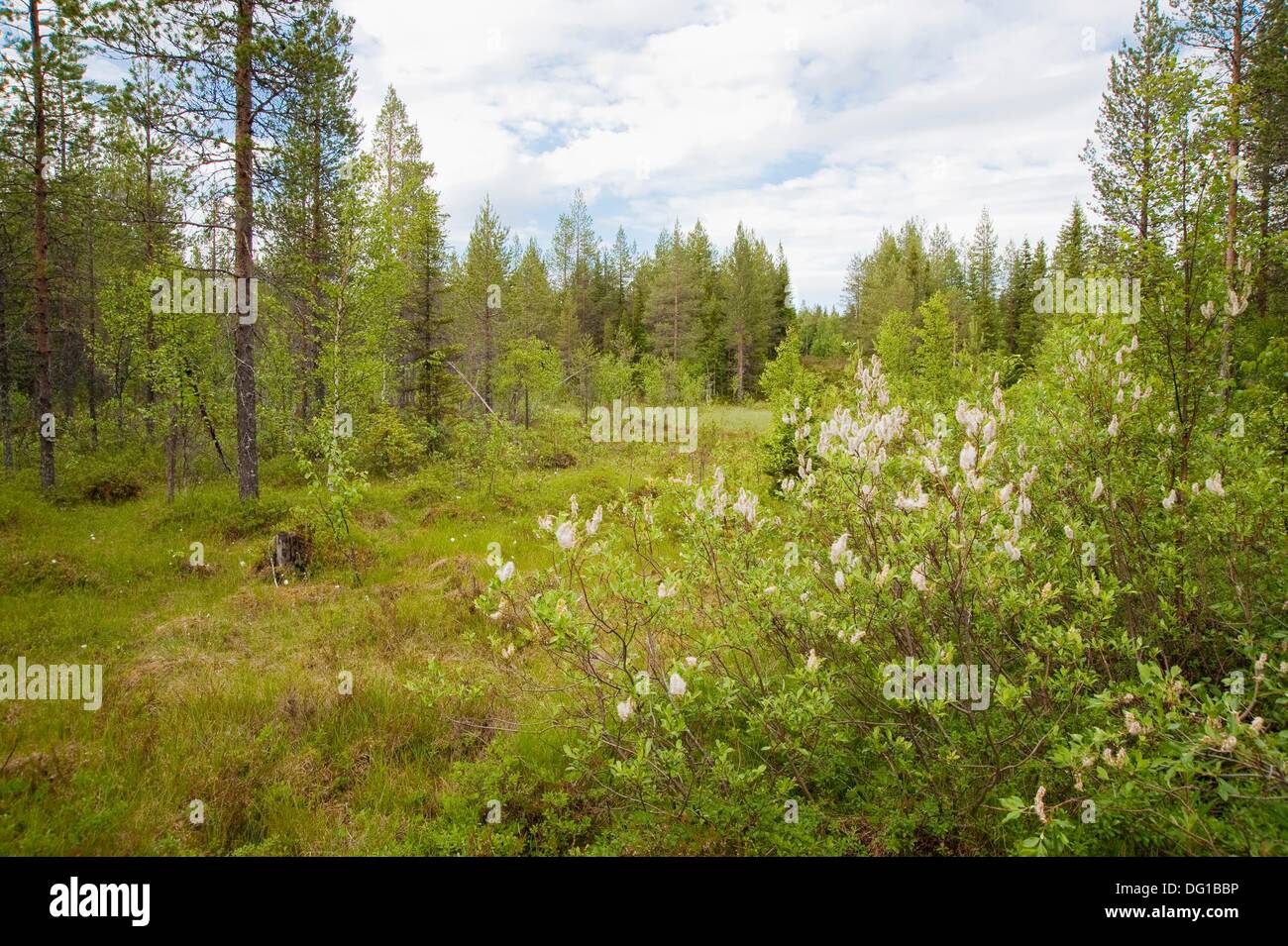 Taiga landscape hi-res stock photography and images - Alamy