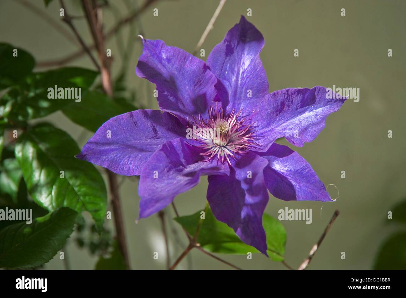 Clematis Clematis Sp High Resolution Stock Photography and Images - Alamy