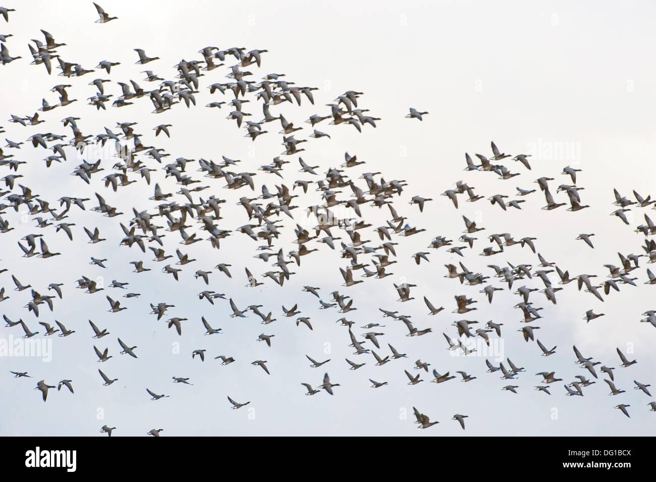 Branta sp hi-res stock photography and images - Alamy