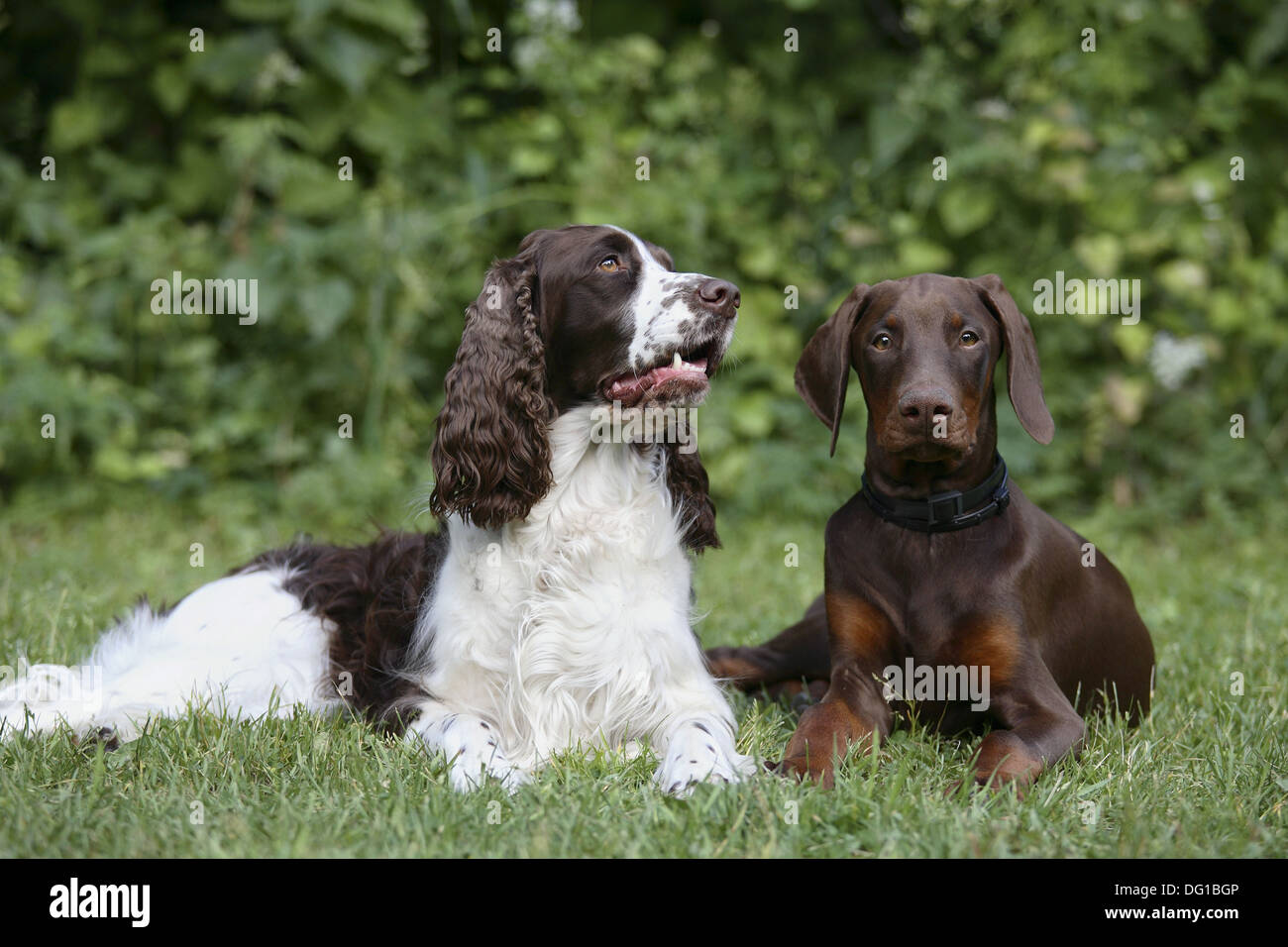Springel spaniel hi-res stock photography and images - Alamy