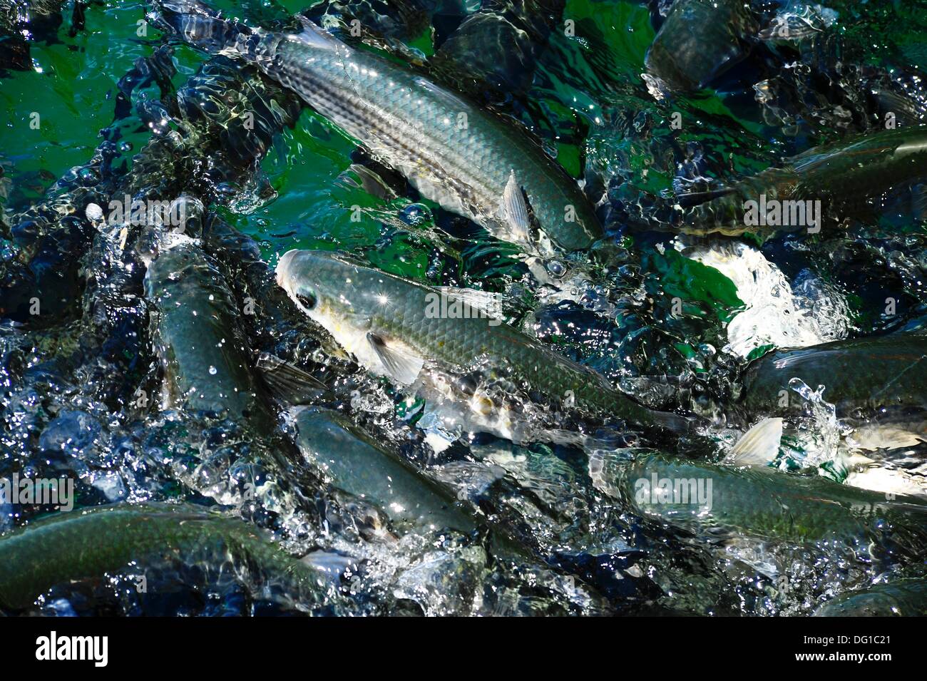 Mugil fish hi-res stock photography and images - Alamy