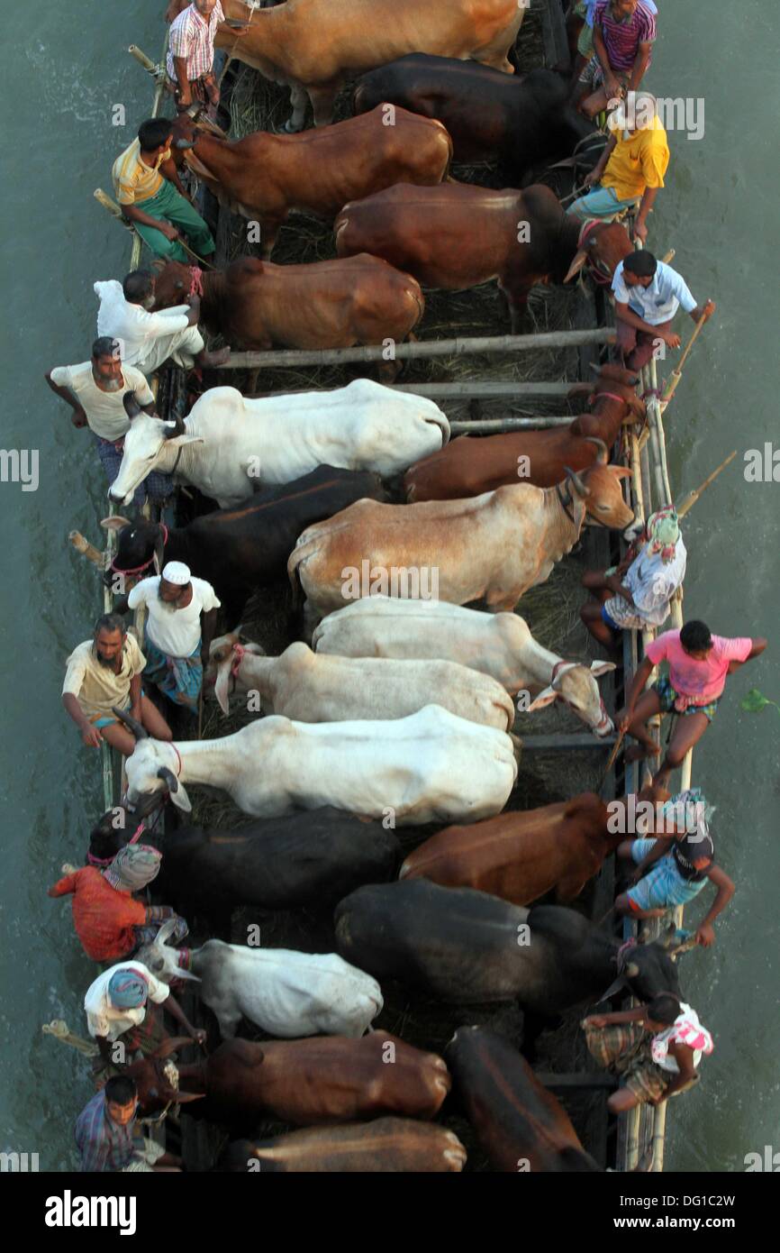 Bangladeshi cows hi-res stock photography and images - Alamy
