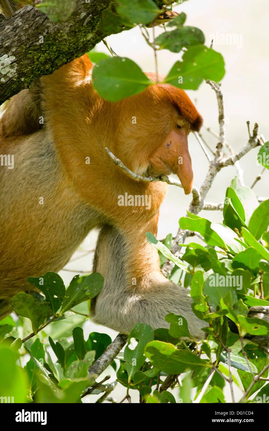 Male Proboscis Monkey, Bako National Park, Borneo, Malasya Stock Photo ...