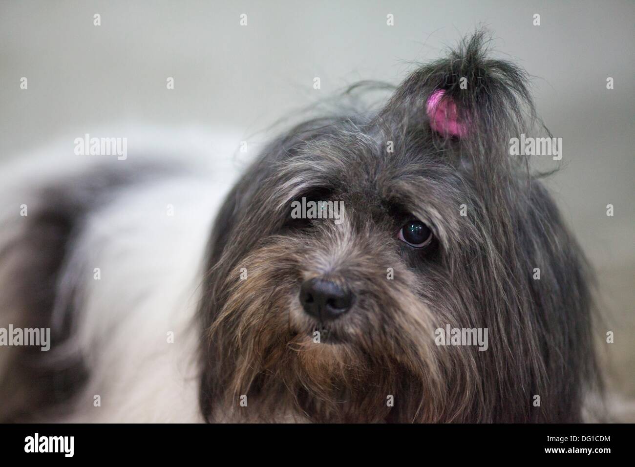 Shizu hi-res stock photography and images - Alamy