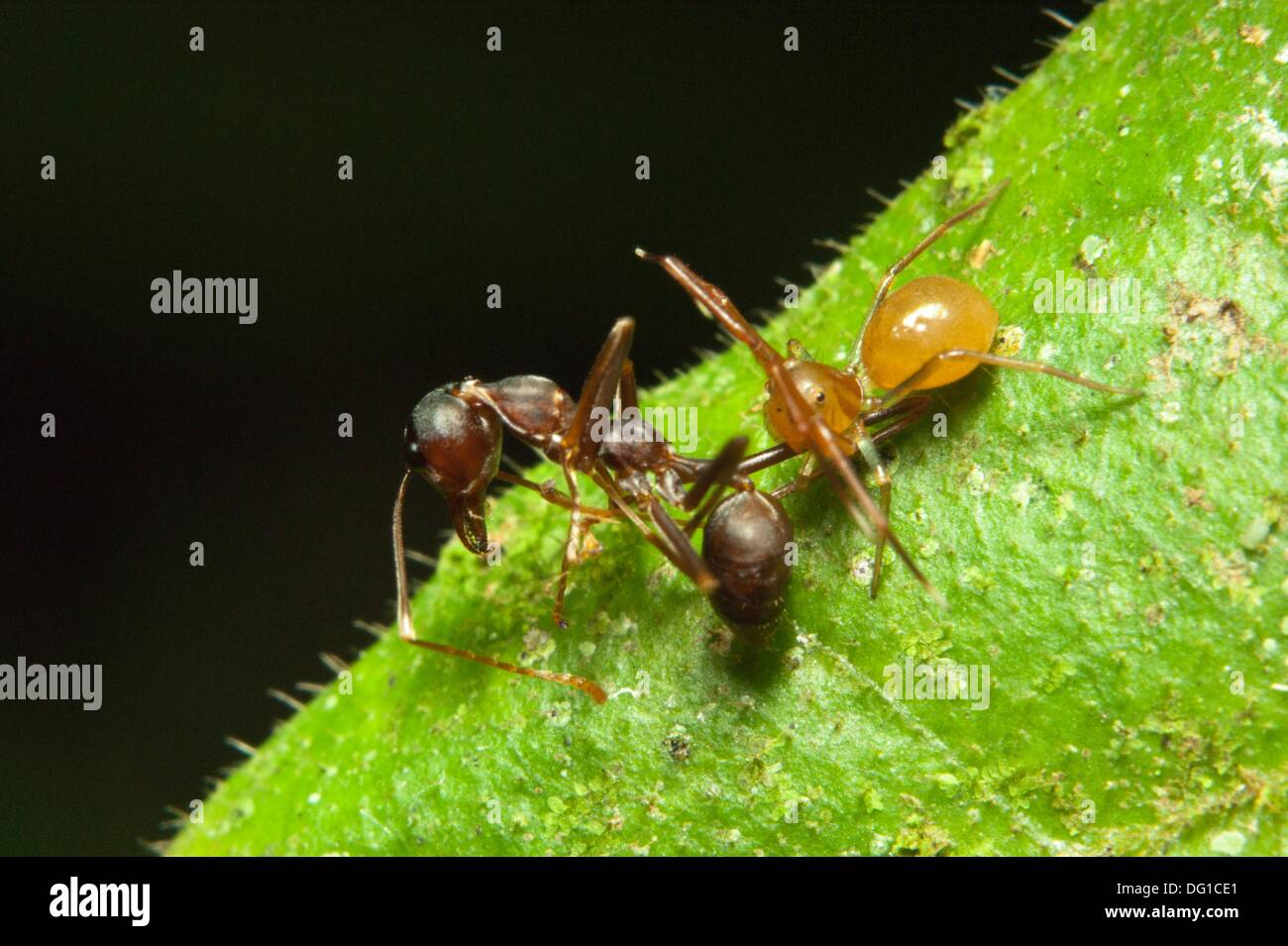 Ant mimic crab spider hi-res stock photography and images - Alamy