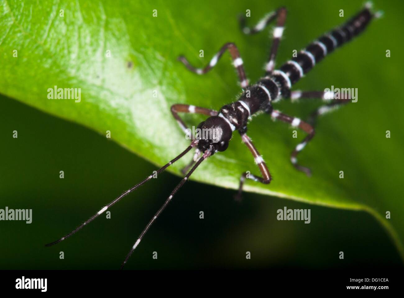 Phasmids from skudup hi-res stock photography and images - Alamy