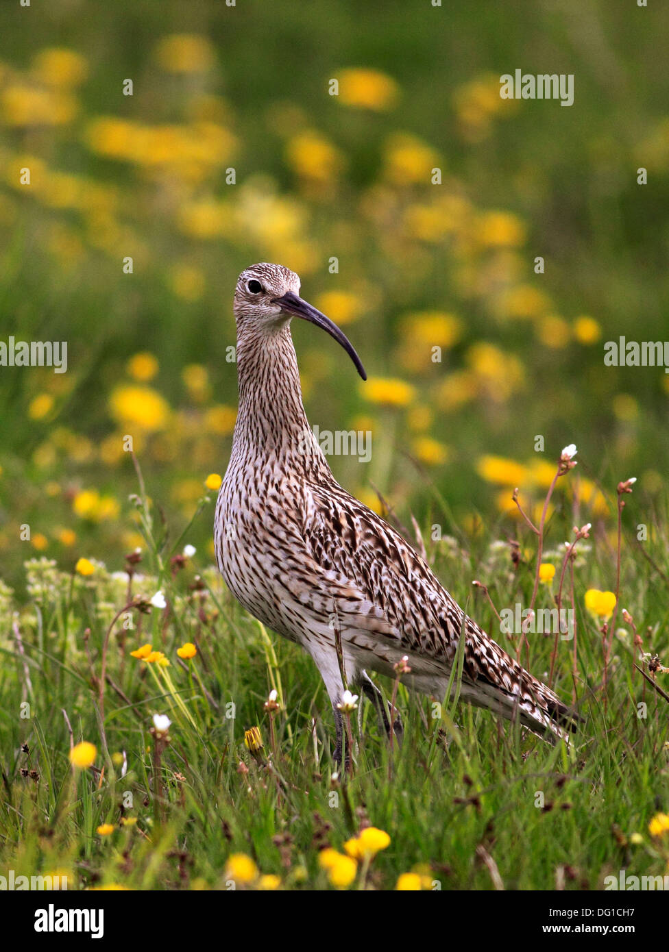Curlew image hi-res stock photography and images - Alamy