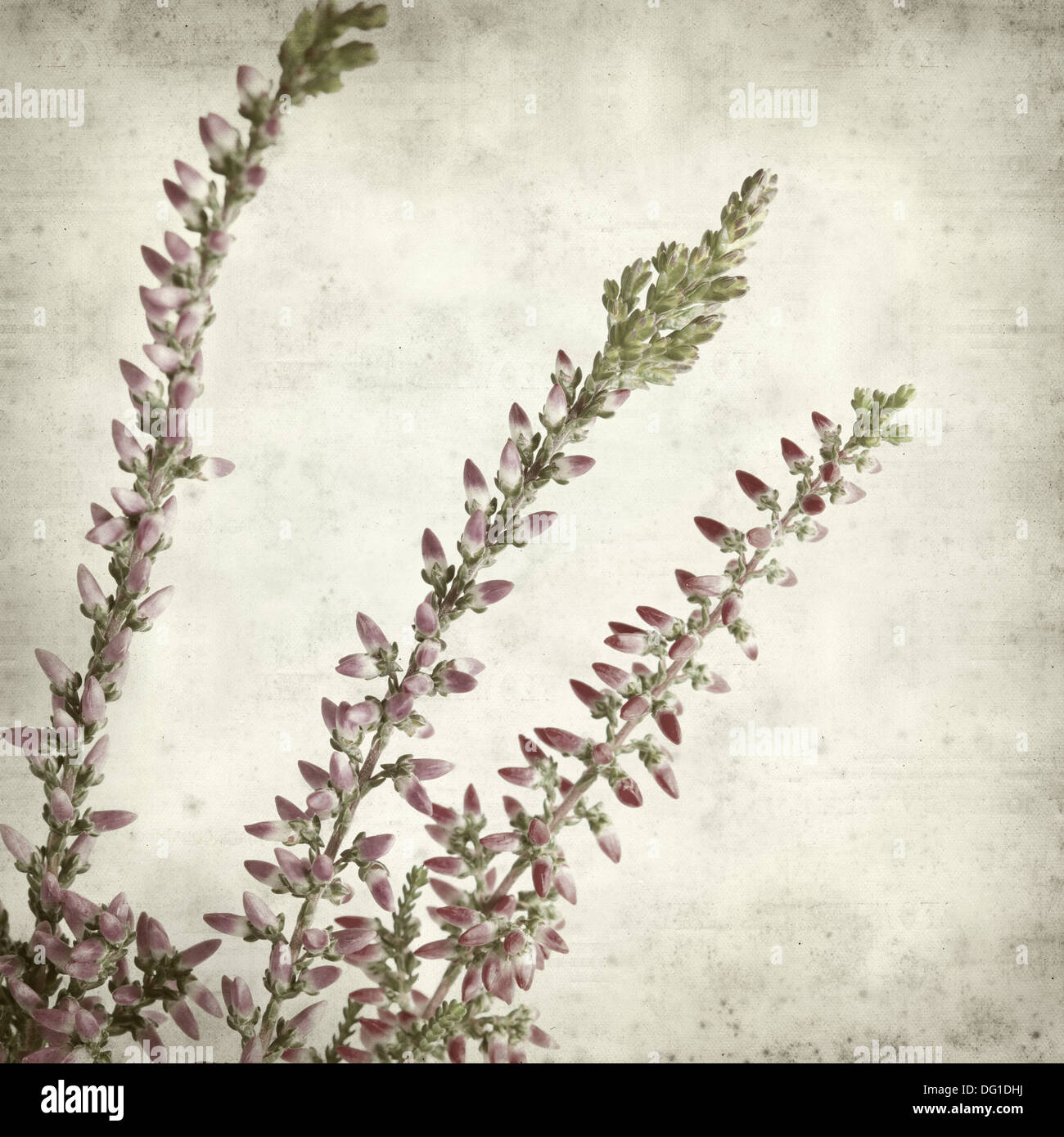textured old paper background with heather Stock Photo - Alamy