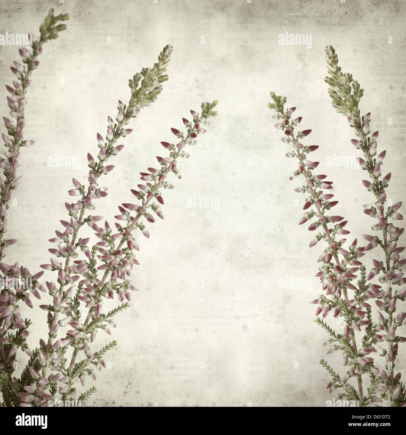 textured old paper background with heather Stock Photo - Alamy