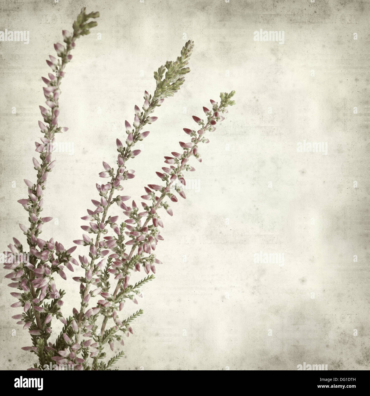 textured old paper background with heather Stock Photo - Alamy