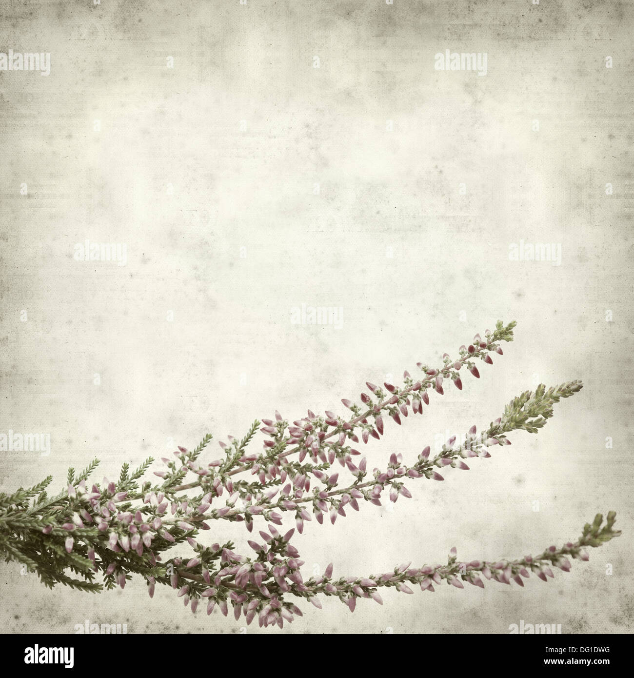 textured old paper background with heather Stock Photo - Alamy