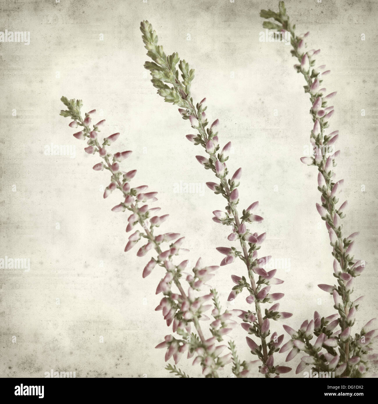 textured old paper background with heather Stock Photo - Alamy