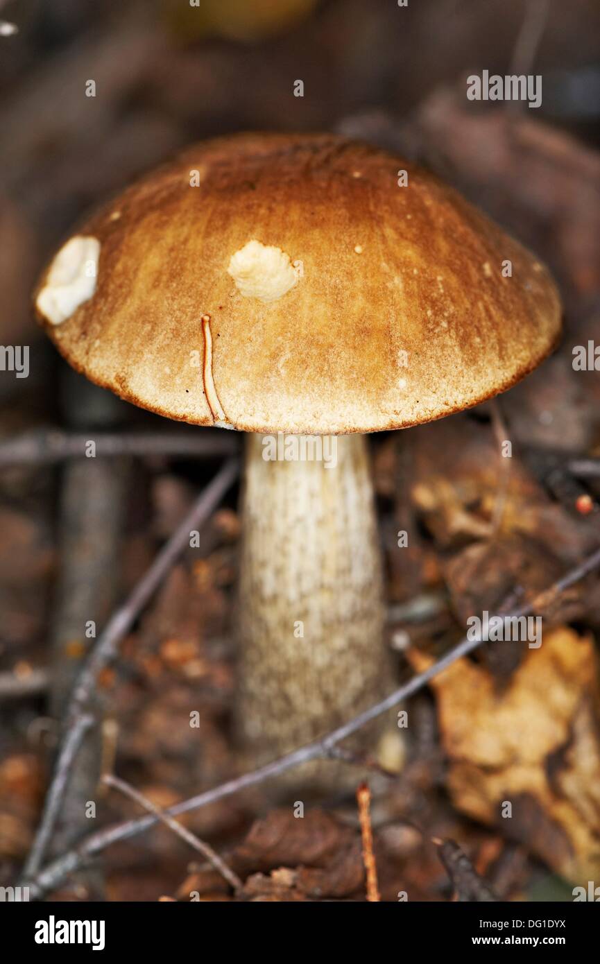 A forest also called a wood, woodland, wold, weald or holt is an area ...