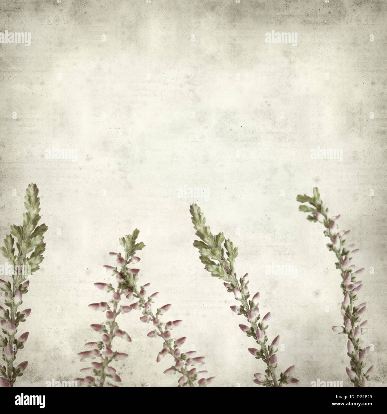 textured old paper background with heather Stock Photo - Alamy