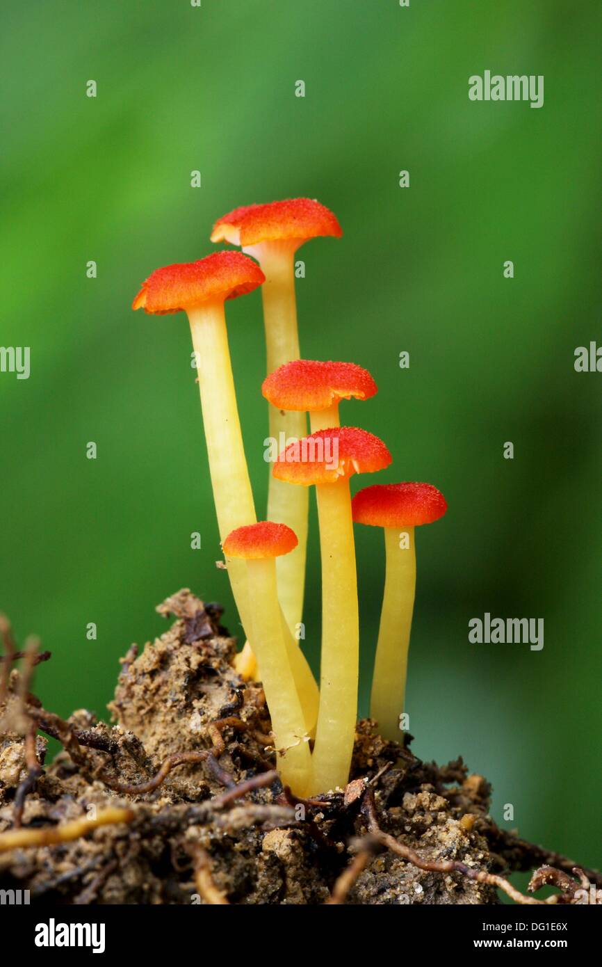 Red Fungi High Resolution Stock Photography and Images - Alamy