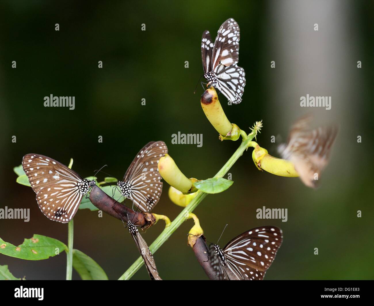 Euripus High Resolution Stock Photography and Images - Alamy