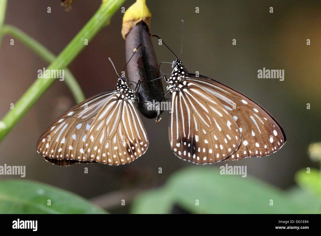 Euripus hi-res stock photography and images - Alamy