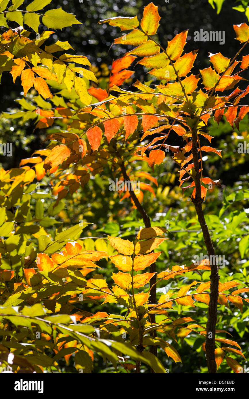 Mahonia red leaves hi-res stock photography and images - Alamy