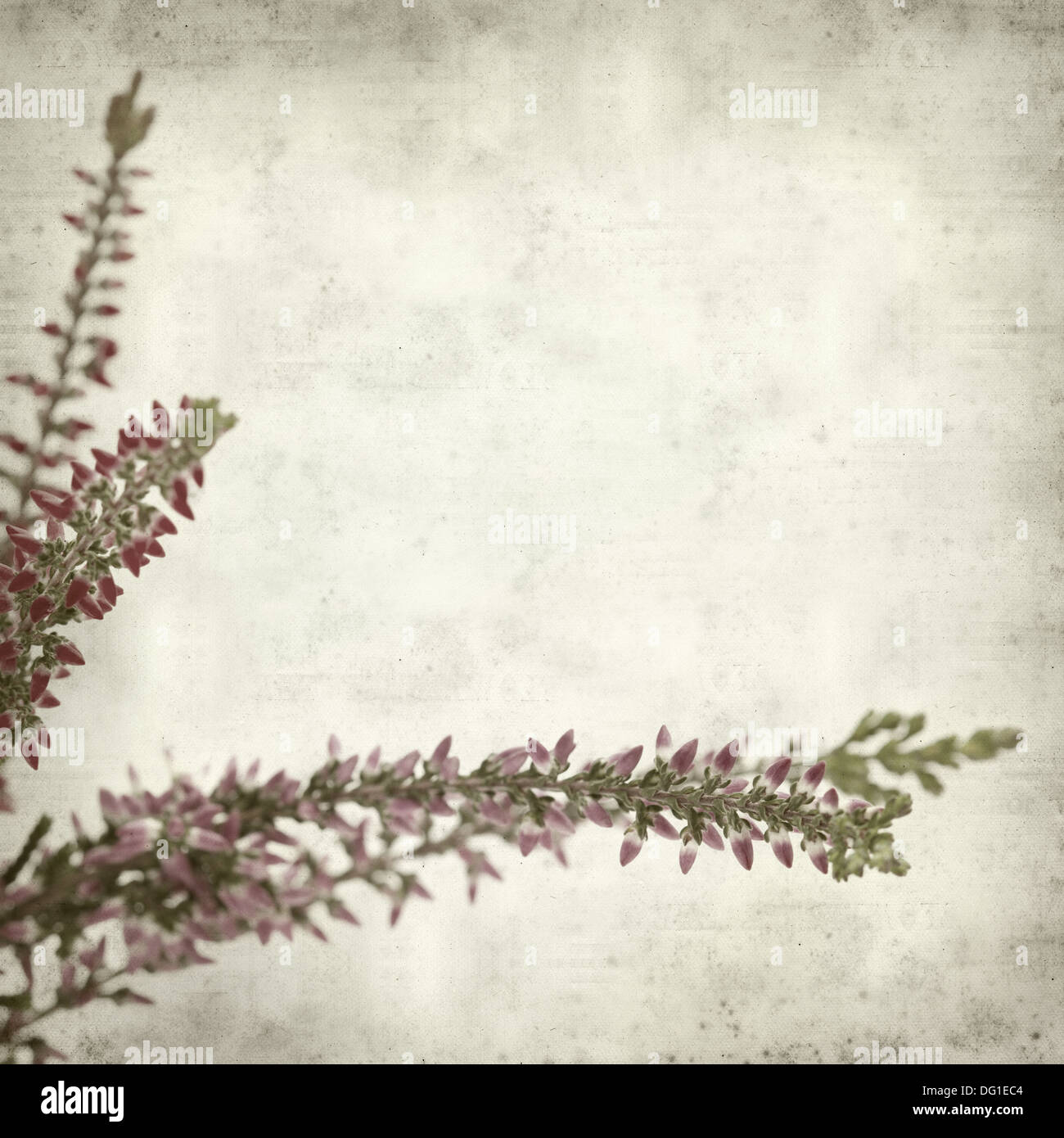 textured old paper background with heather Stock Photo - Alamy