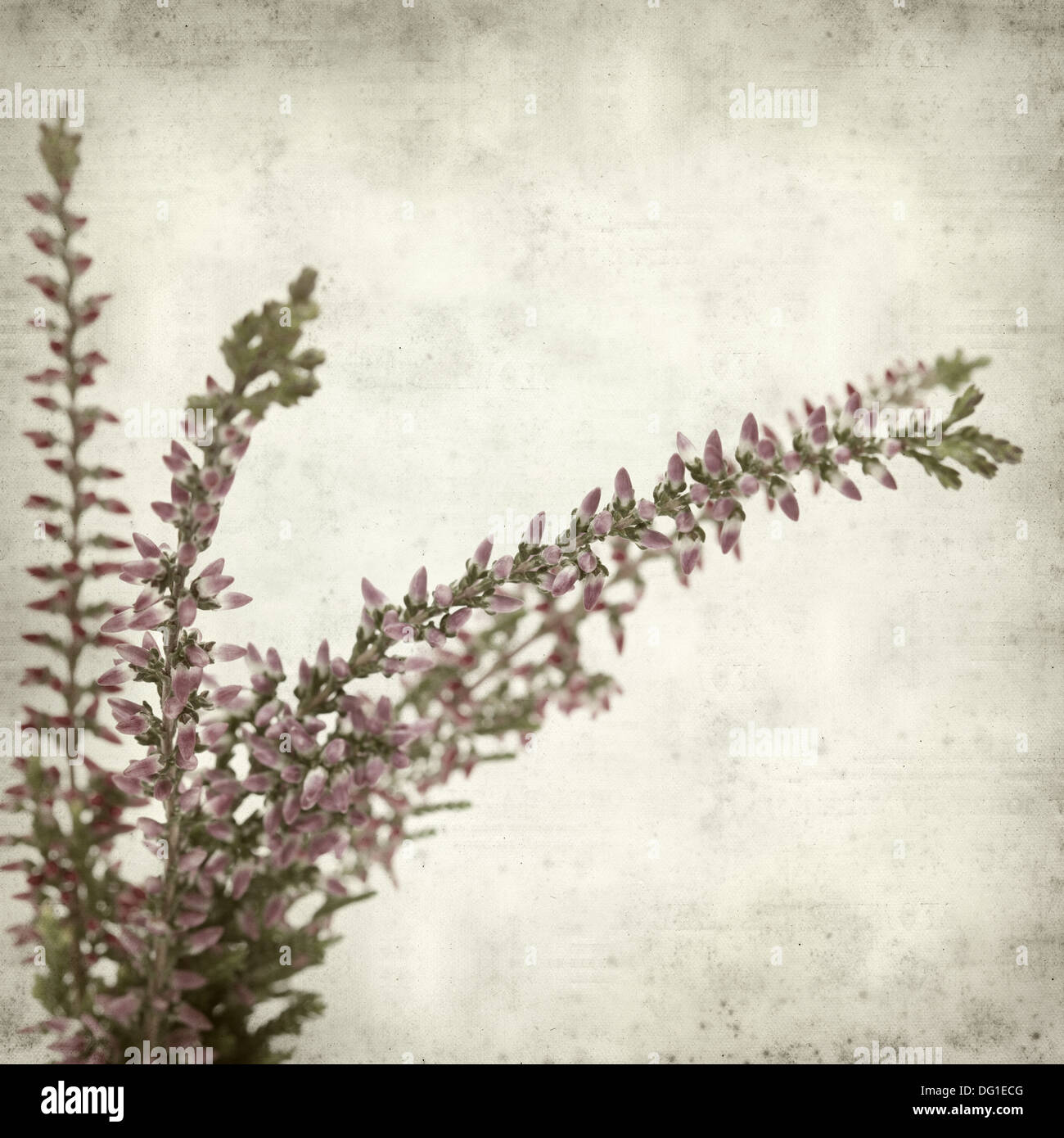 textured old paper background with heather Stock Photo - Alamy