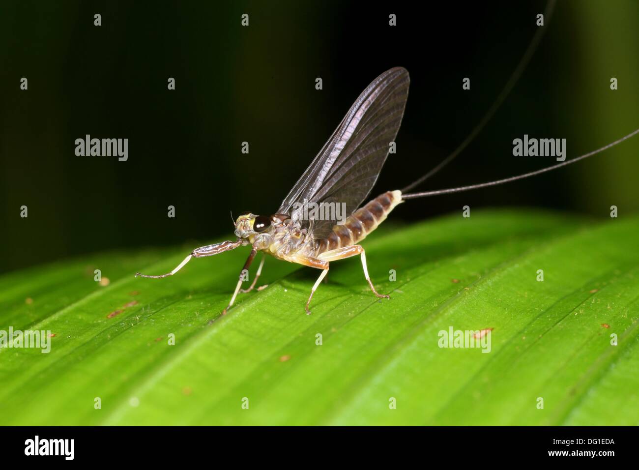 Mayfly species hi-res stock photography and images - Alamy