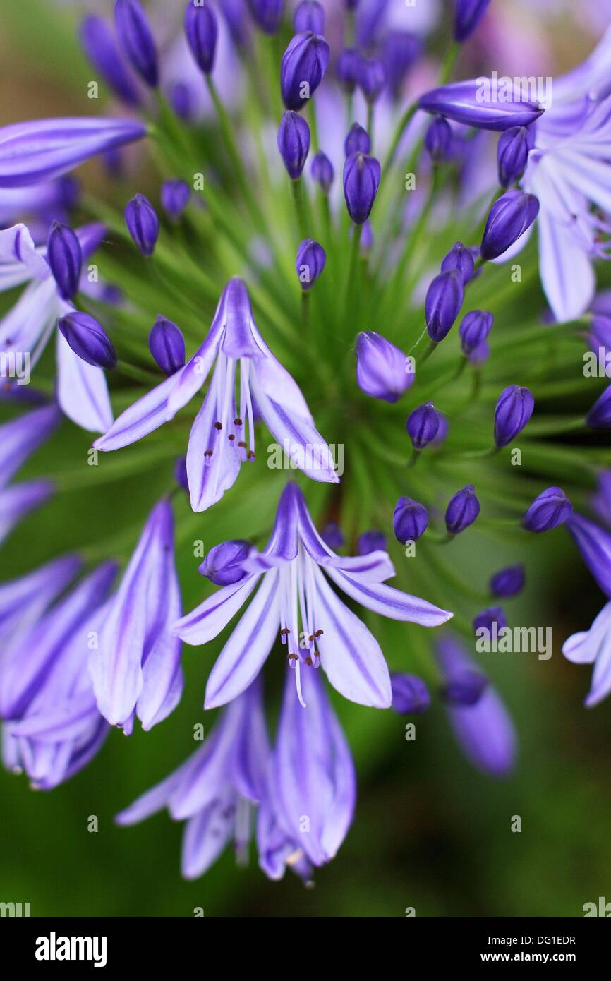 African Lily Agapanthus Africanus Hybride High Resolution Stock ...