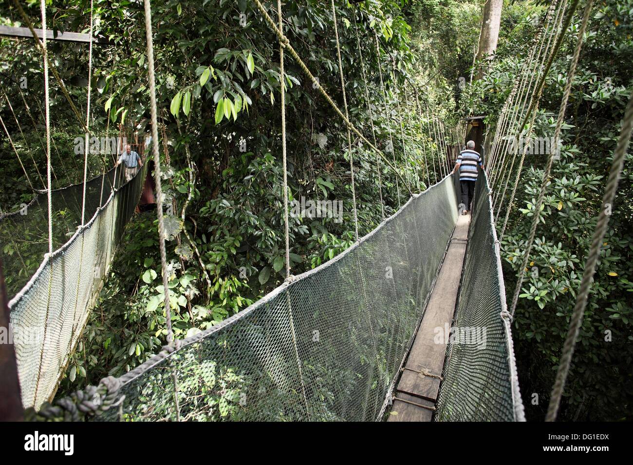 Poring Canopy Walk High Resolution Stock Photography and Images - Alamy