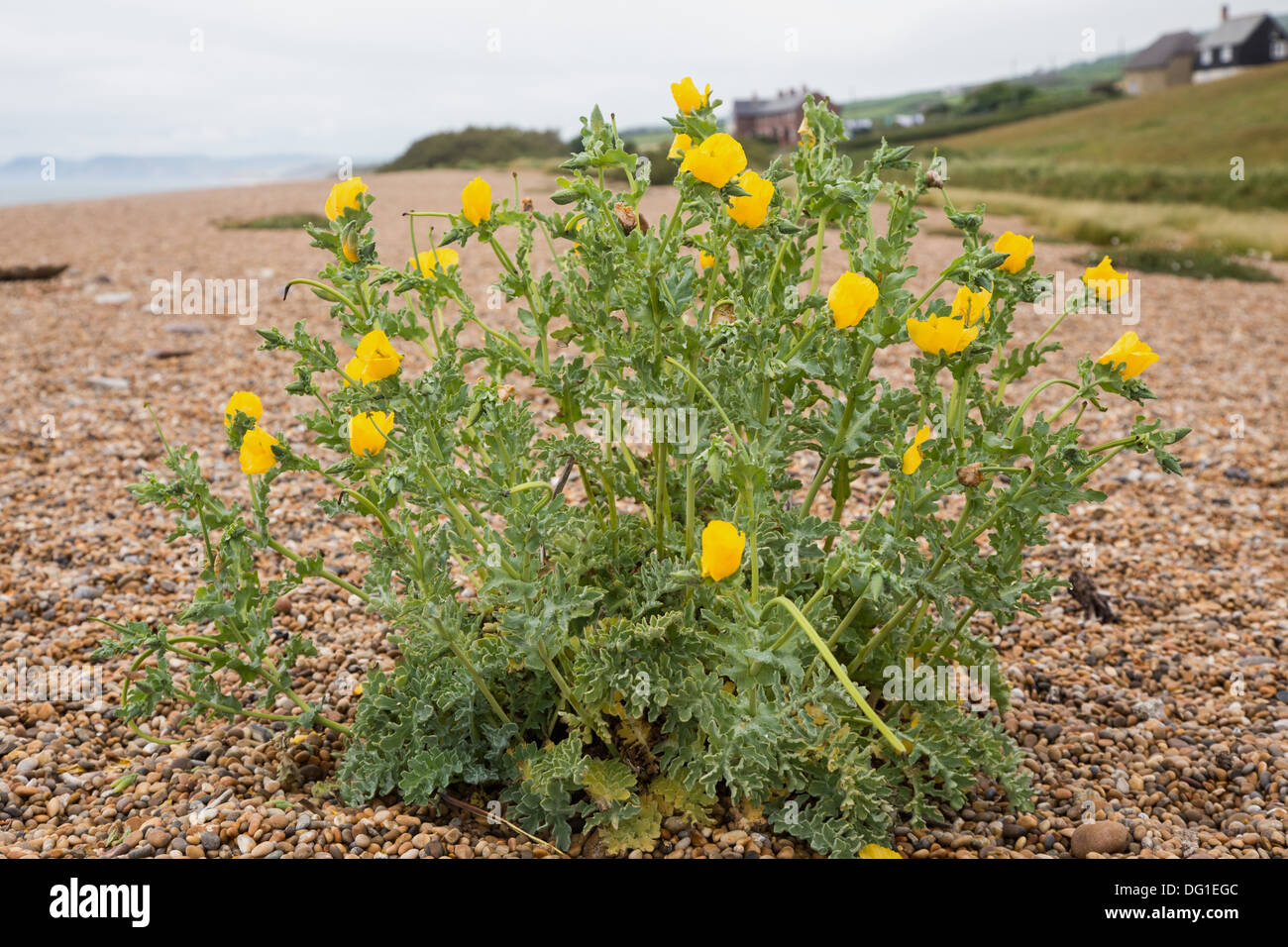 Yellow Horned Poppy growing on shingle at Chesil Beach Dorset UK, June ...