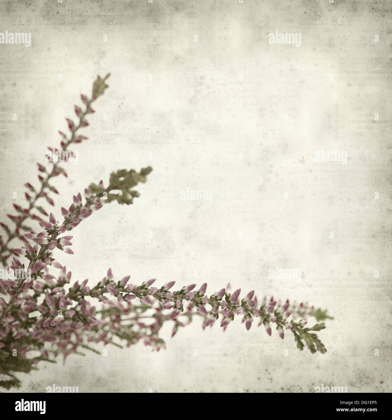 textured old paper background with heather Stock Photo - Alamy