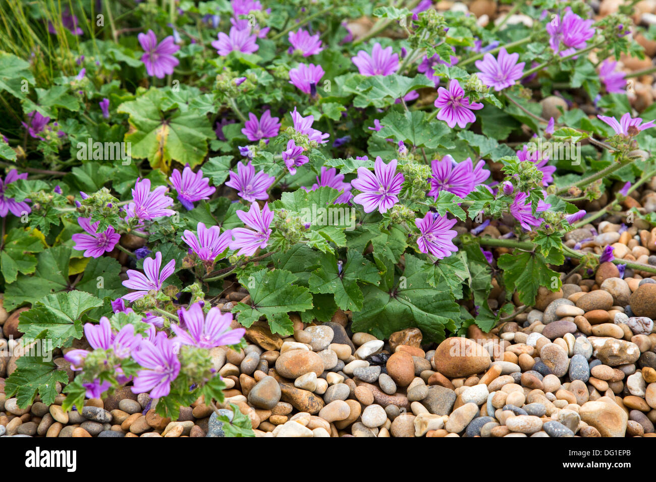 Common Mallow growing on shingle Chesil Beach Dorset UK June 2013 Stock ...