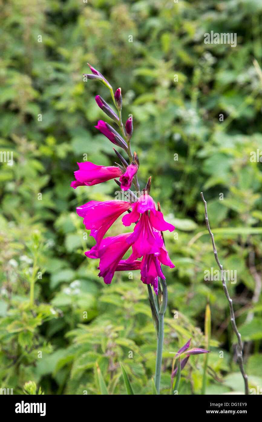 Wild gladiolus hi-res stock photography and images - Alamy