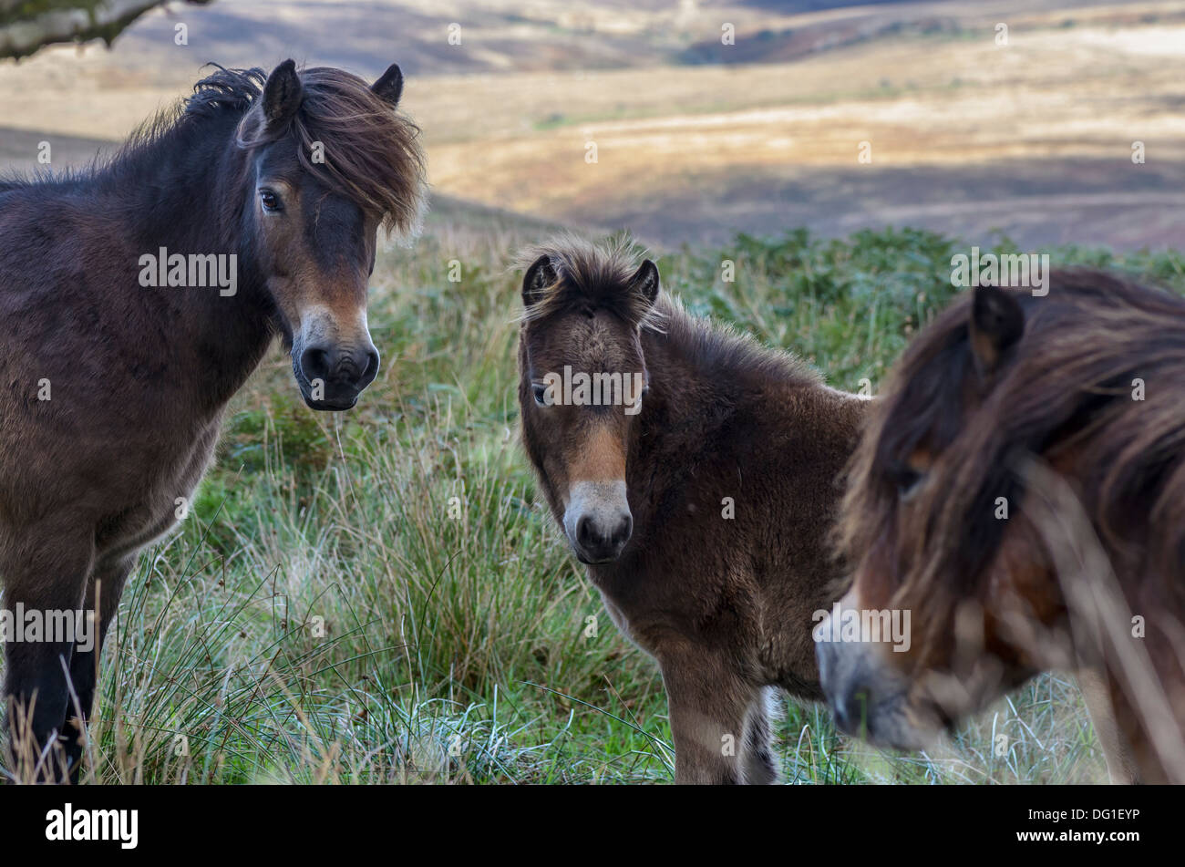 Exmoor Ponies Moorland High Resolution Stock Photography and Images - Alamy