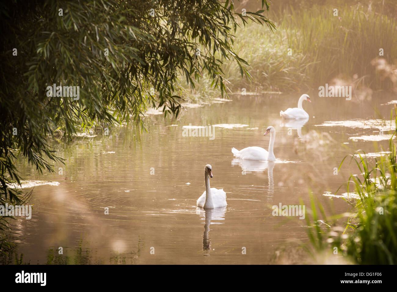 Sunlight swans hi-res stock photography and images - Alamy