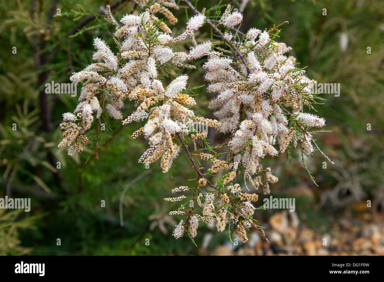 Tamarix or Tamarisk shrub growing near Chesil Beach, Dorset UK June ...