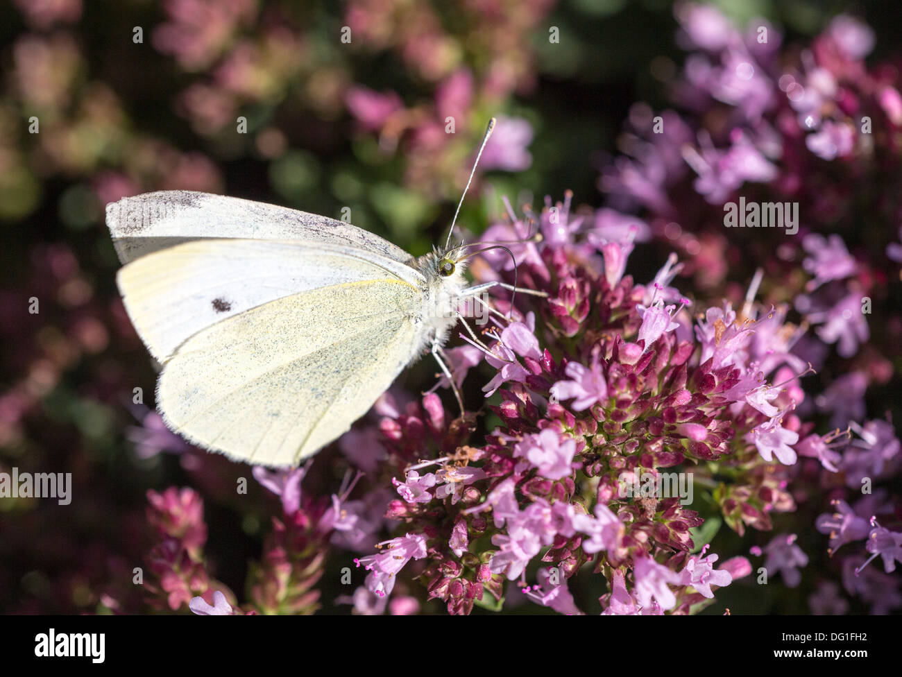 Small White butterfly enjoying some late Summer sunshine, September ...