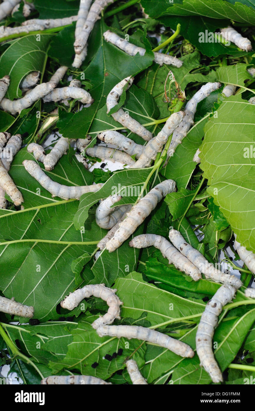 Bombyx mori moth hi-res stock photography and images - Alamy