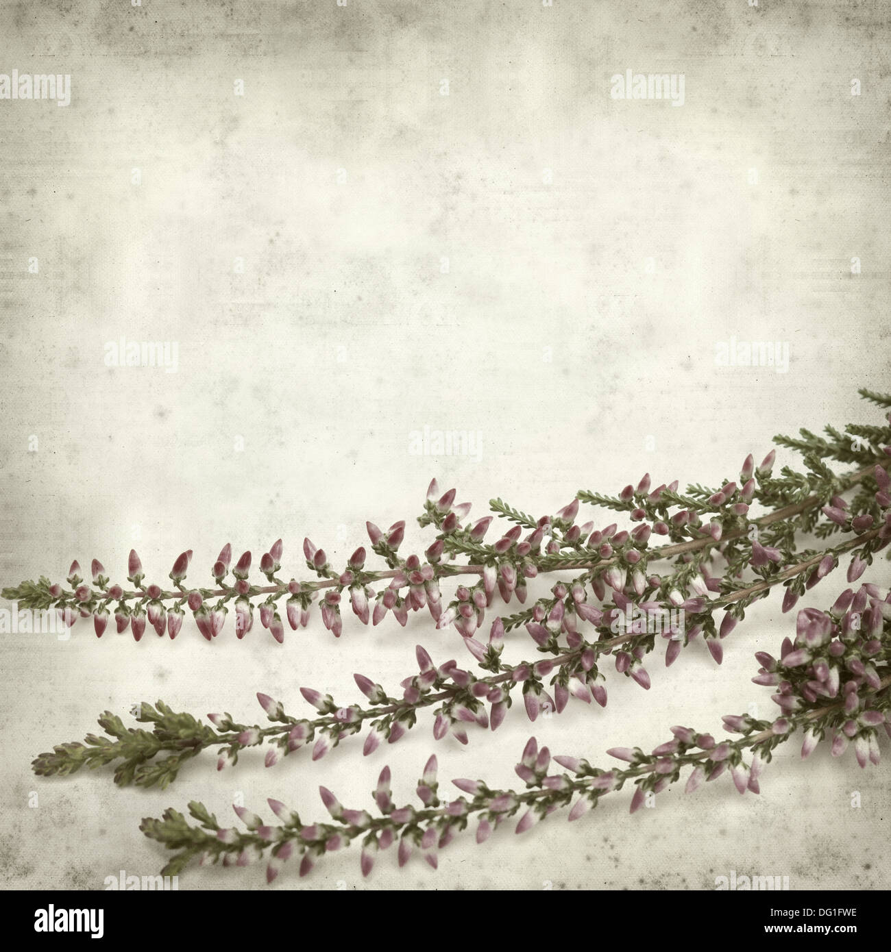 textured old paper background with heather Stock Photo - Alamy