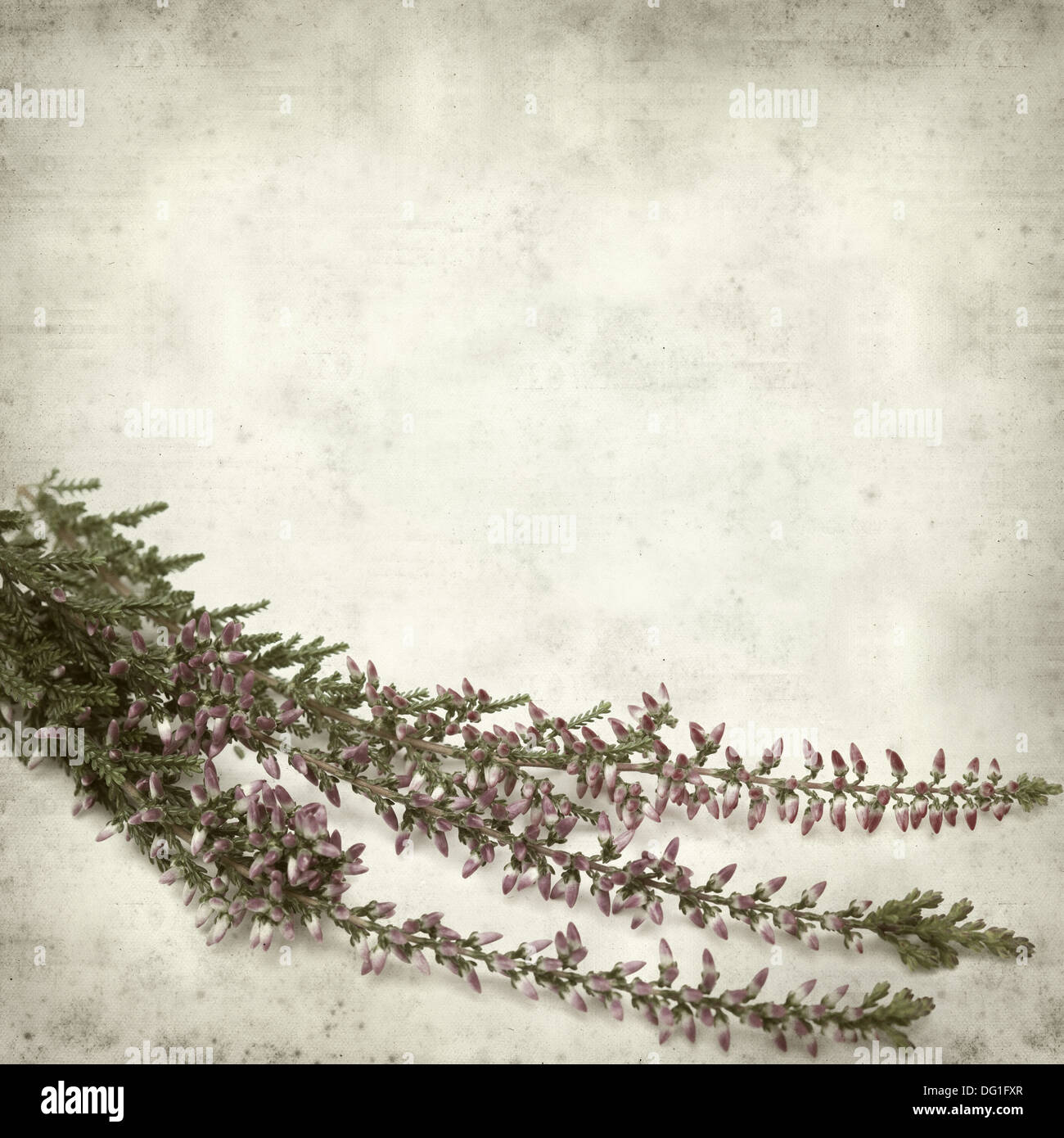 textured old paper background with heather Stock Photo - Alamy