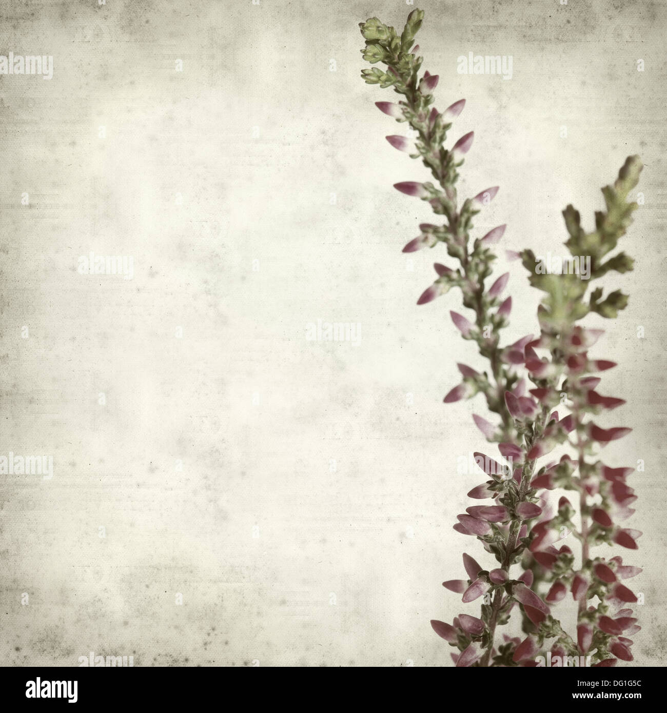 textured old paper background with heather Stock Photo - Alamy