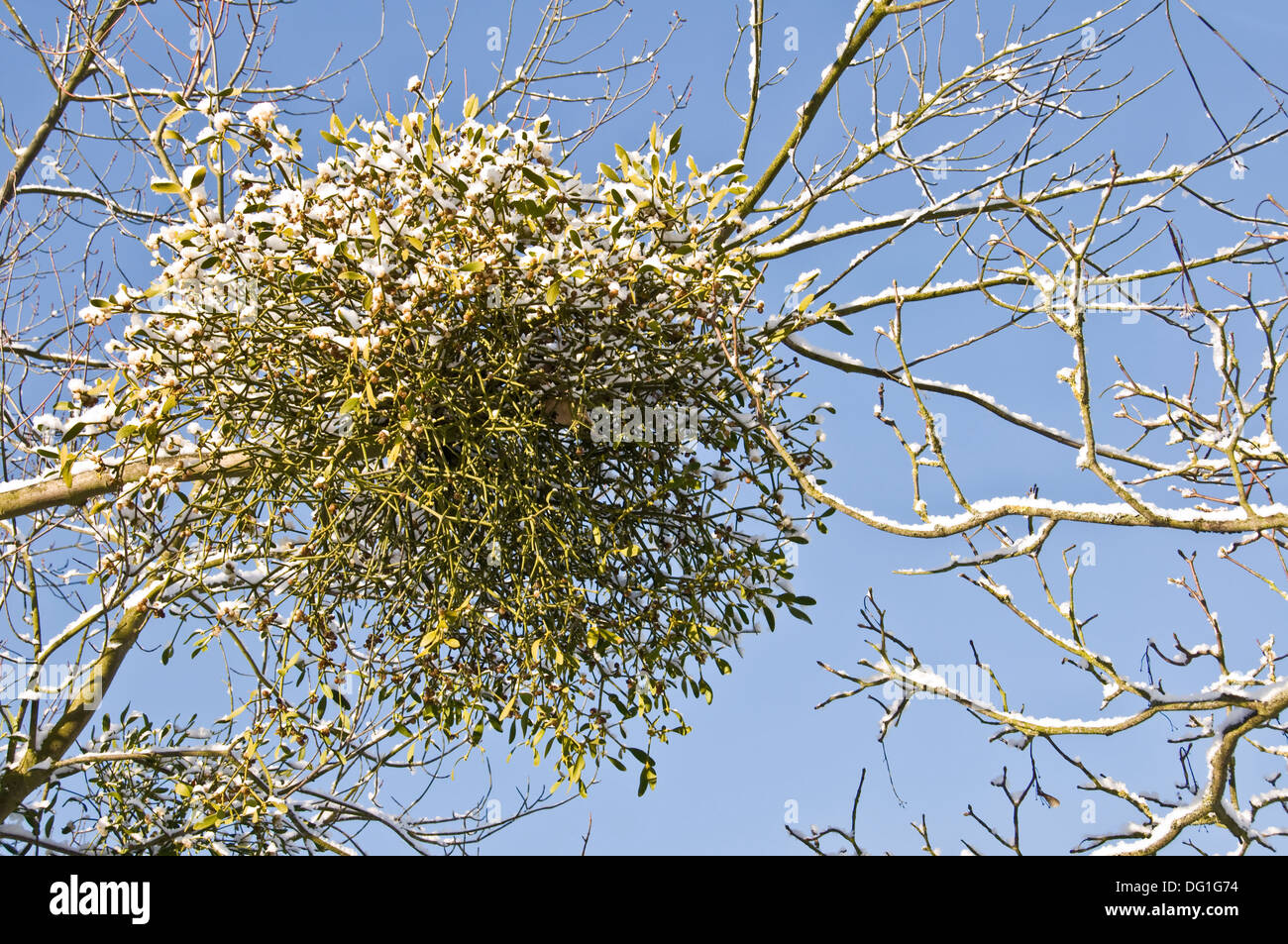 Mistletoe tree hi-res stock photography and images - Alamy