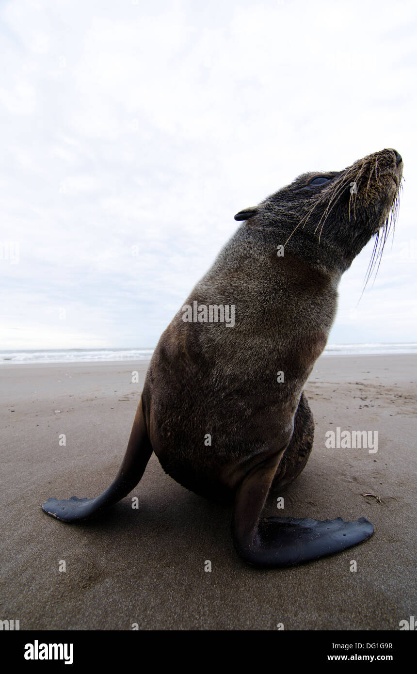 Sea wolf at the beach in San Clemente del Tuyu, Argentina Stock Photo ...