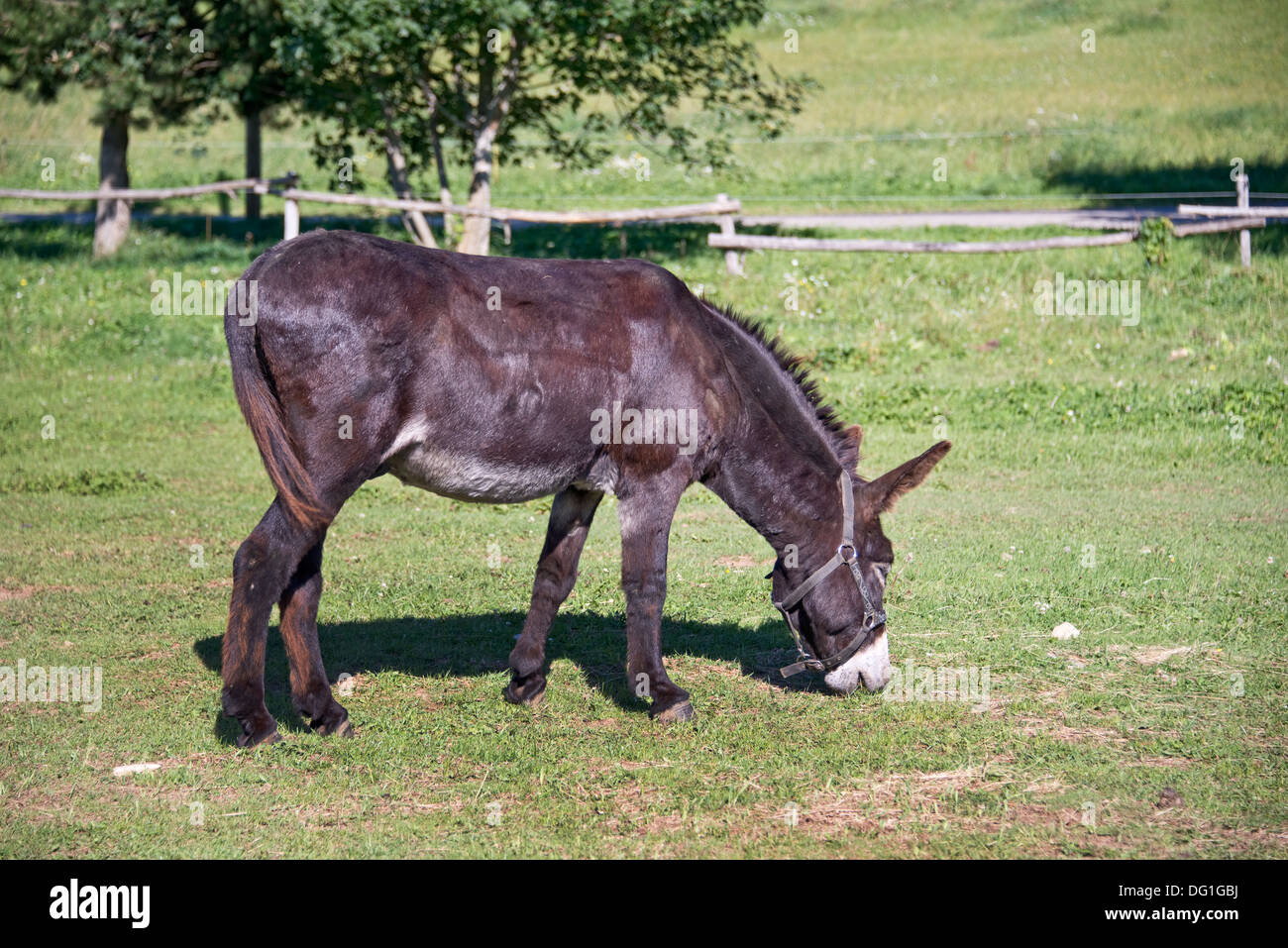 Donkey field hi-res stock photography and images - Alamy