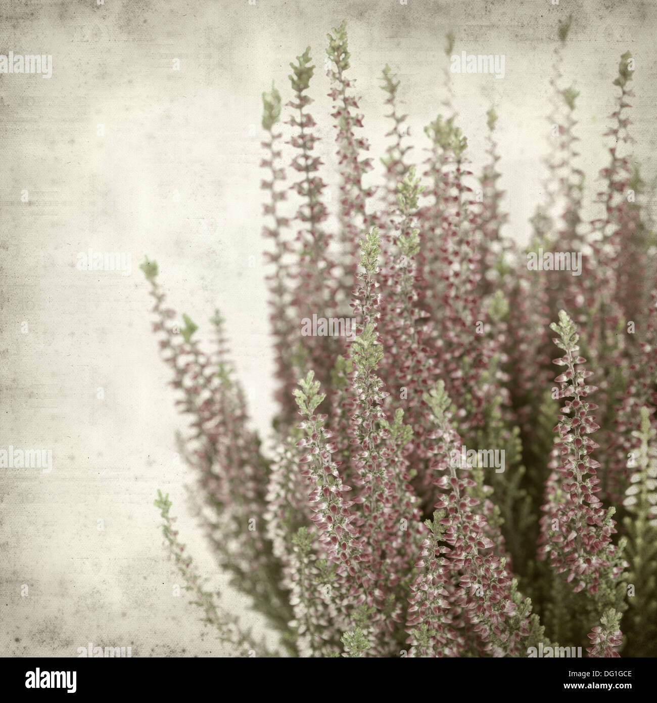textured old paper background with heather Stock Photo - Alamy