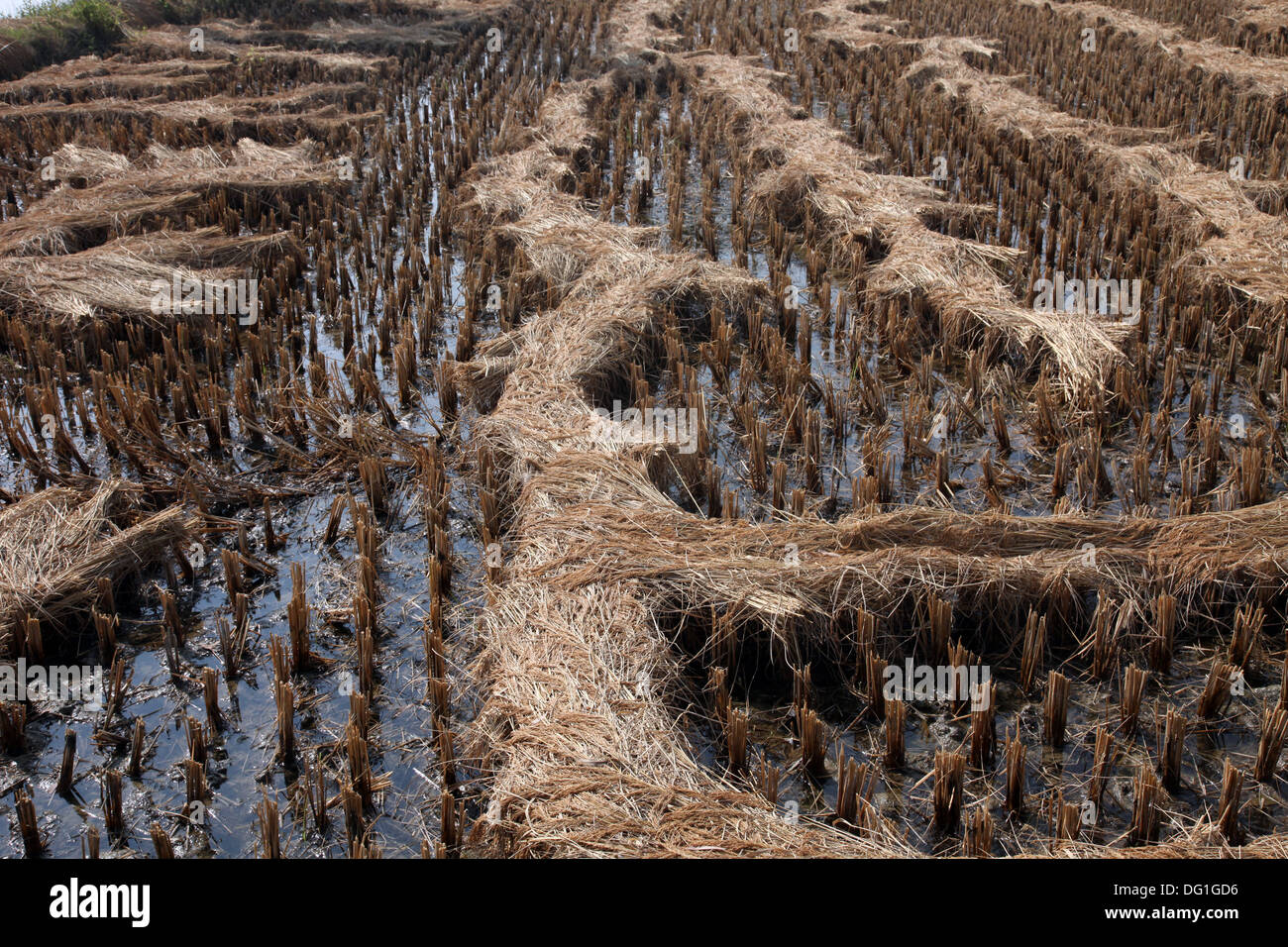 Rice field just after harvesting Stock Photo - Alamy