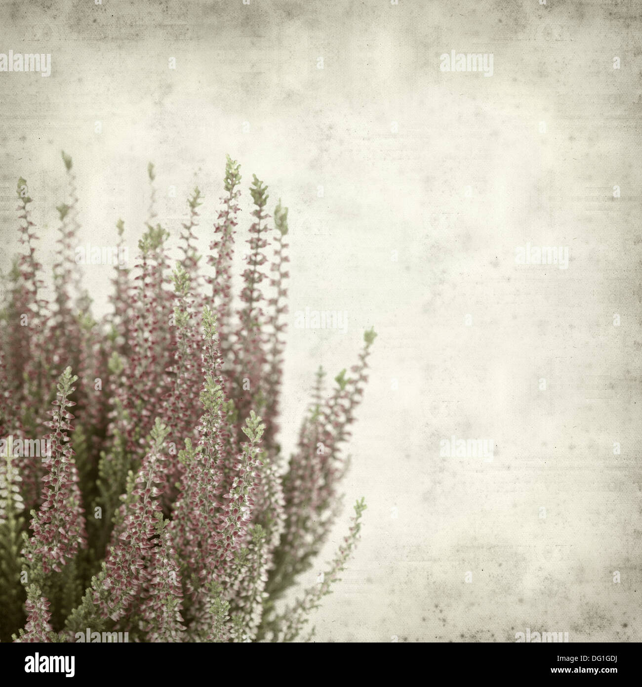 textured old paper background with heather Stock Photo - Alamy